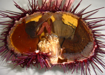 海胆纲 Echinoidea 蓝色动物学（中国动物学科普）